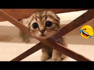 ПРИКОЛЫ С ТИК ТОКА ? СМЕШНЫЕ ЖИВОТНЫЕ Я РЖАЛ ЦЕЛЫЙ ЧАС ?