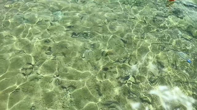 Природа на ладони. Чистая вода Красного моря и его обитатели