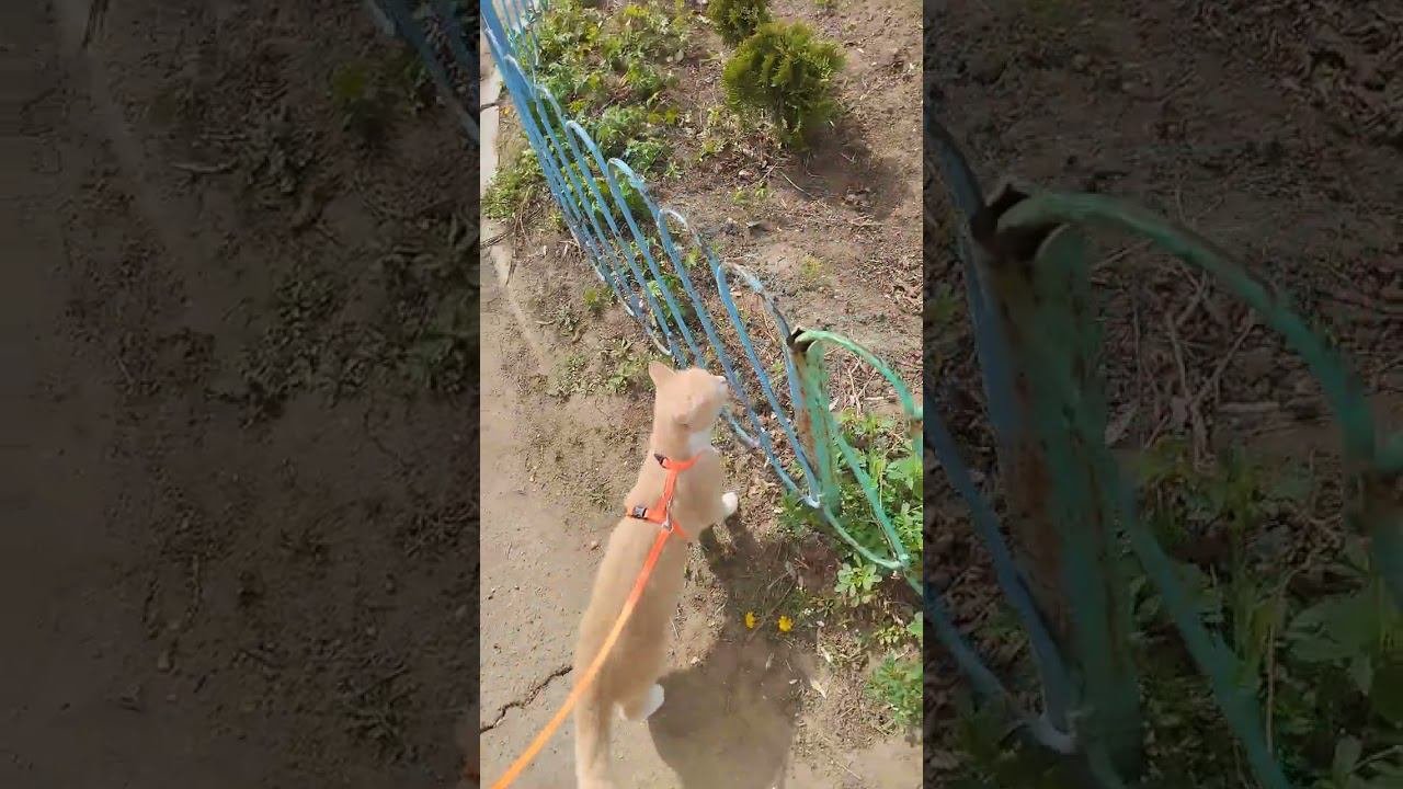 Кошечка Иннуська на шлейке гуляет