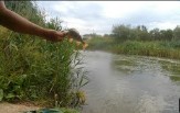 Окунь, новое место. 1.5 Часа
