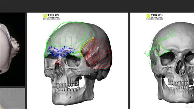 10. Understanding Cranium Structures