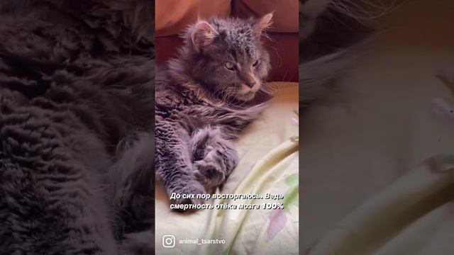 Марсель живет со мной уже больше трёх лет #домашниеживотные #животные #кошки