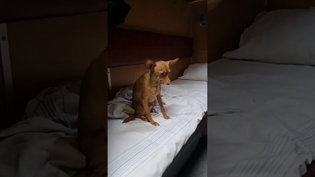 Собака в поезде,что брать с собой. Документы #животные#ппоезддокументы#собака