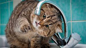 ВОДЫ НЕТ, а пить хочется! Что делать?