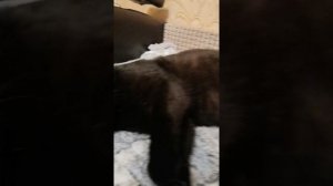Мой любимчики. Ну как их не любить.