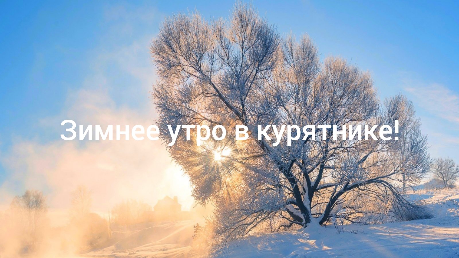Зимнее утро в курятнике