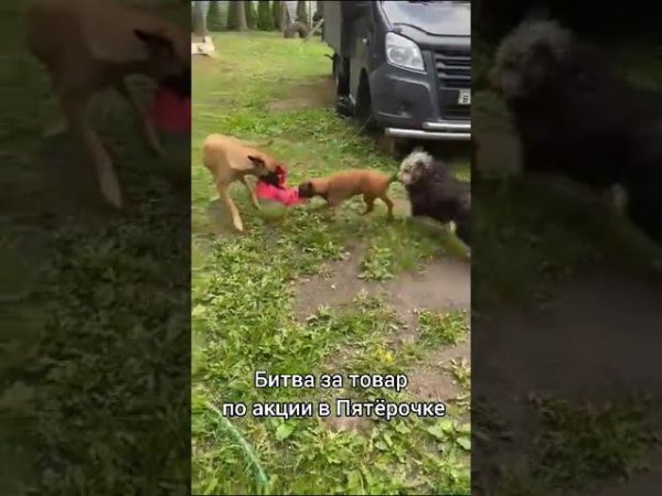 Когда в Пятёрочку завезли платя по акции