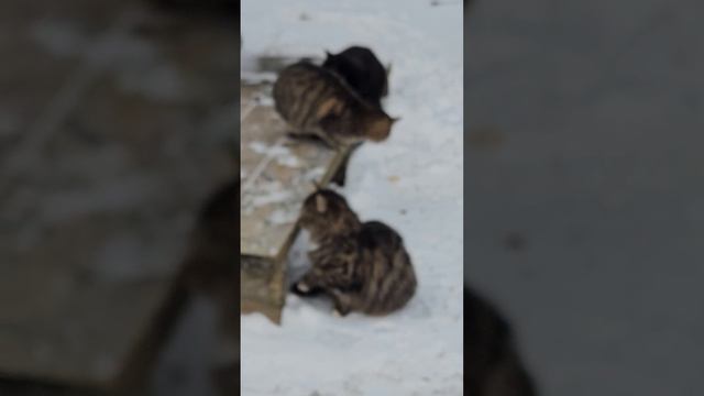 коты Курская коса январь 2024/cats Curonian Spit January 2024 #shrots #travel #animals #cat #cats