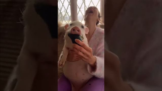 Девушка кормит хрюшку