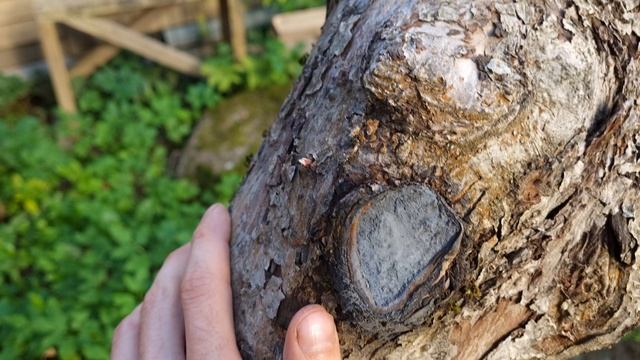 Тест садовых замазок результат через 6 месяцев 2