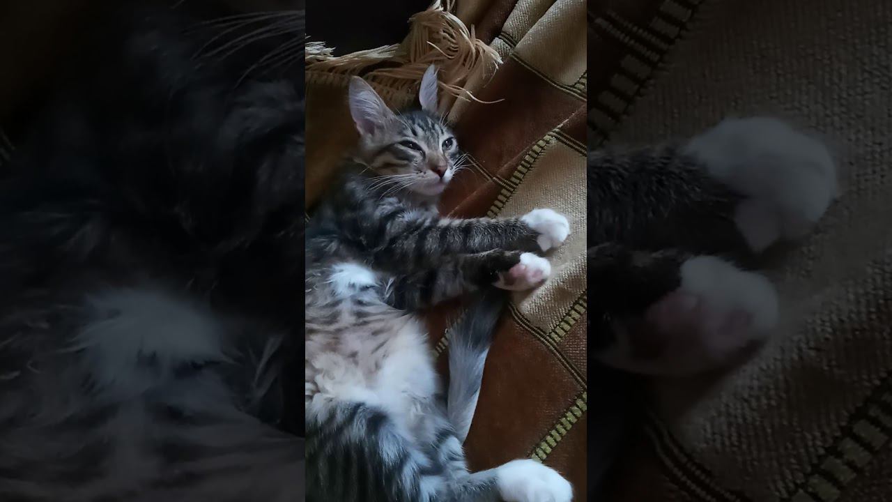 #Мурзик.. Прикольный котик, устал. Бегал, бегал и уснул.