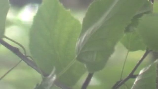 00015_x264.mp4