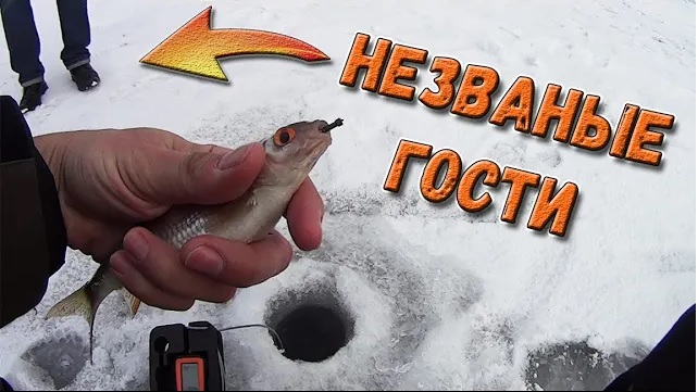 Зимняя рыбалка в городе - стритфишинг Безмотылка +