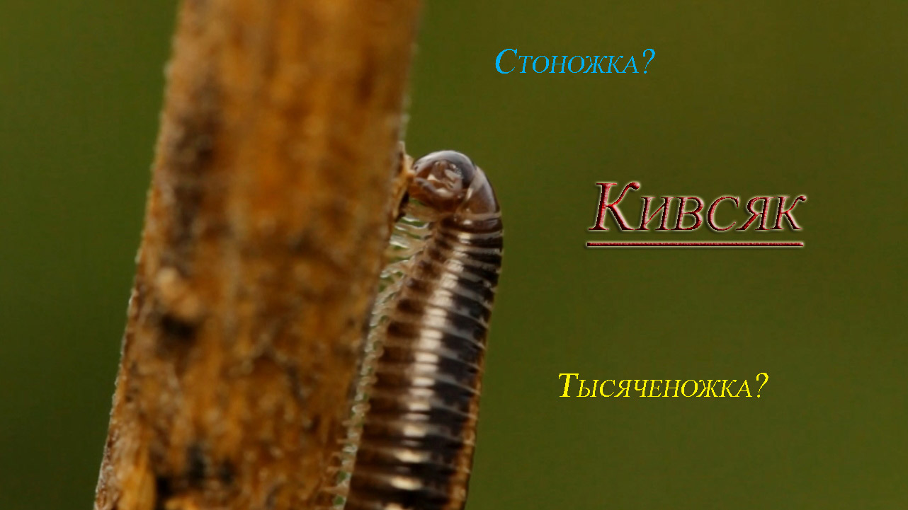 Особенности жизни кивсяка. Фауна Беларуси / Микропланета