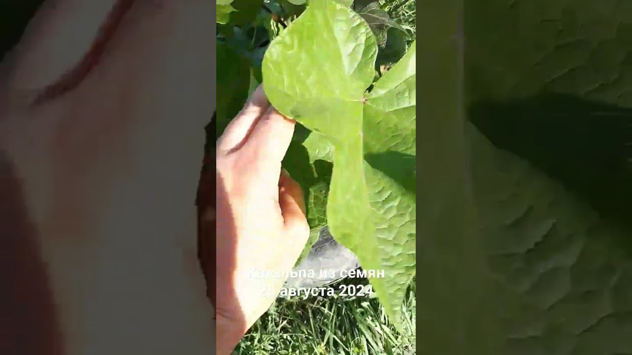 Катальпа из семян. 26 августа 2024 г.