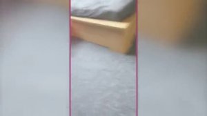 Коты умеют удивить