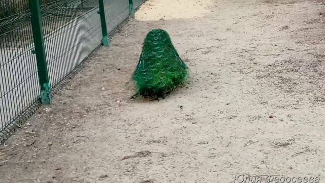 Павлин