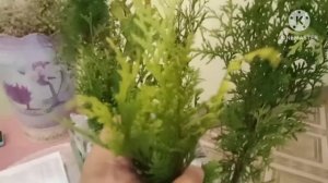 Осенняя посылка с Хвойными. Распоковка посылки из ОПТ-ХОЗ.