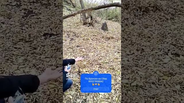 Сибирские Колибри
