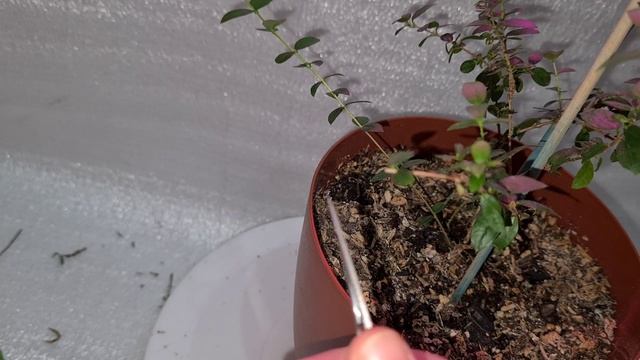 Мирцеевгения 8