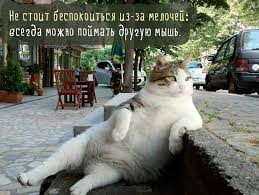 КОТИКИ 4