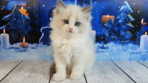 ШОУ котенок блю-биколор рэгдолл. Ragdoll Fairy-tale Family & Reborn Rich