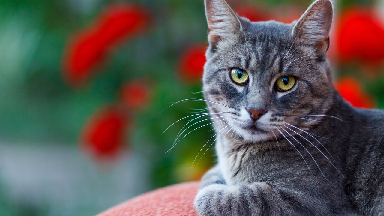 Конечно, я мягкий и пушистый  Я же кот  Притом кот неглупый.