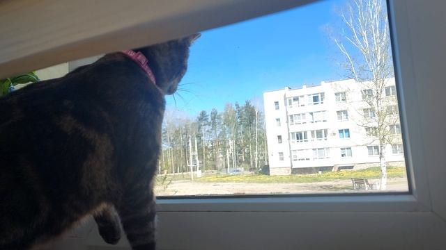 ⛔️Внимание⛔️ в присутствие кошки не включать...