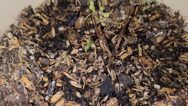 Австромиртус 8