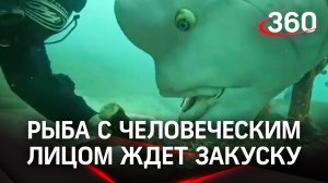 Рыба-гермафродит терпеливо ждет, когда дайвер расколет ракушку и достанет оттуда для неё закуску