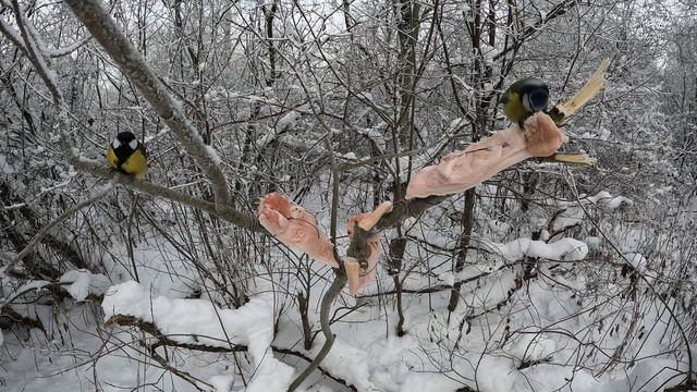 Санкт-Петербург Птицы Салоеды Семейство синицевых в Полежаевском парке