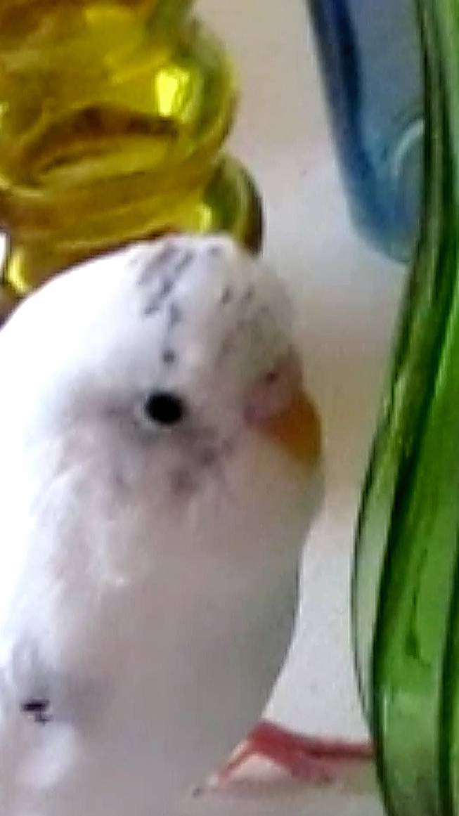 Морозко попугай играет в лабиринте