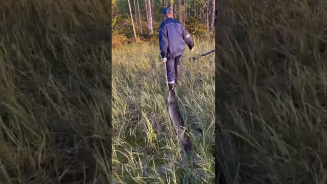 Охрененная Щука