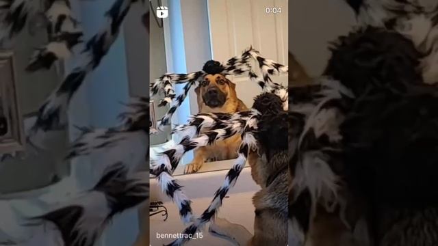 video_1_0d0c409c13af4da386856961d57966e7