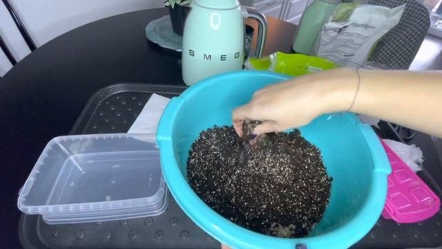 ЛАВАНДА ИЗ СЕМЯН 🌿| ПОСЕВ И СЕКРЕТ БЫСТРОЙ СТРАТИФИКАЦИИ (сезон 2022 ...