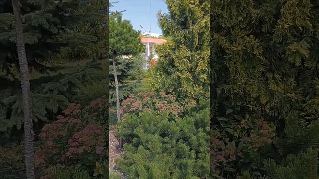Хвойник на штамбе и барбарис-красота!