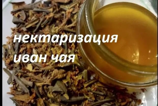 "Нектаризация" иван чая.