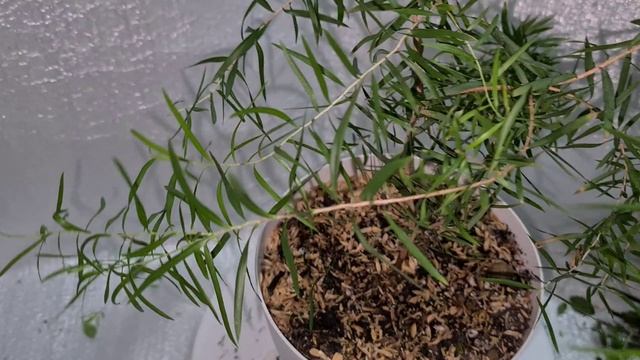 Мелалеука СП 8 (обрезка)