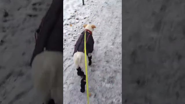 Первый раз в ботинках!
