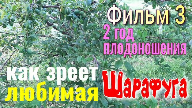 Шарафуга Фильм 3. Как Зреет моя Любимая ШАРАФУГА. 2 год плодоношения. Секреты Садовода.