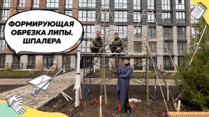 Формирующая обрезка Липы | Как сформировать шпалеры из Липы | Липы в саду | Ландшафтный дизайн