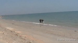 BigDog Beach'n