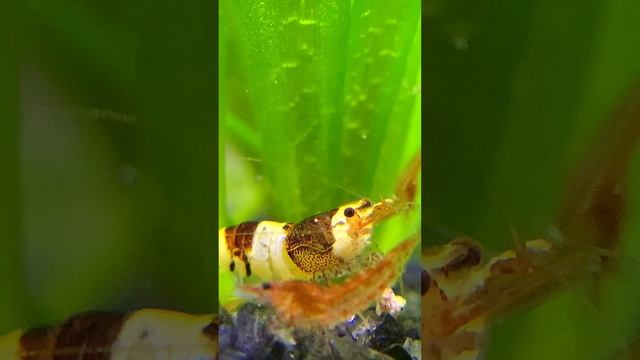 Содержание #креветки кристалл видео