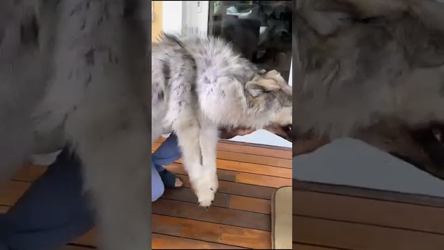 Как правильно выбрать щенка большой породы?