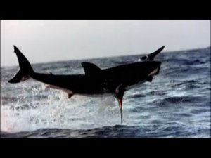 Акулы. Механизм нападения (How sharks hunt)