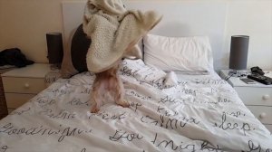 Slow Motion Yorkie - Cutest Dog Ever
