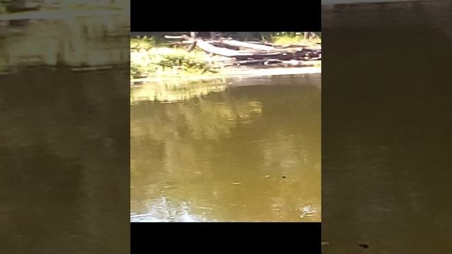 VID_20230801_141954.3gp