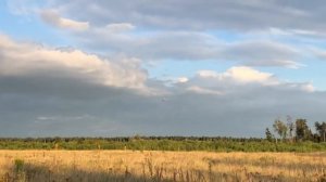 Редкий гость залетел на аэродром Чкаловский