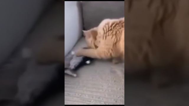 Смешные коты #2-2