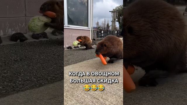 Когда в овощном большая скидка 😂